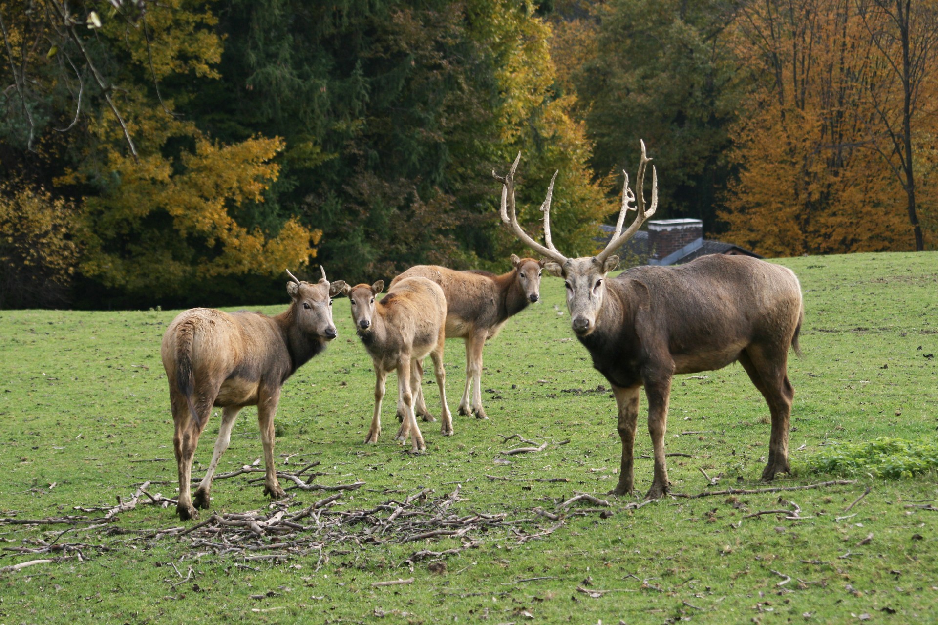 Il cervo come simbolo di Cristo